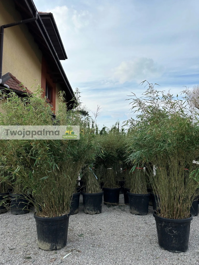 Bambus Fargesia rufa - Fargesia rozłożysta/rdzawa - 25L, 140-160cm